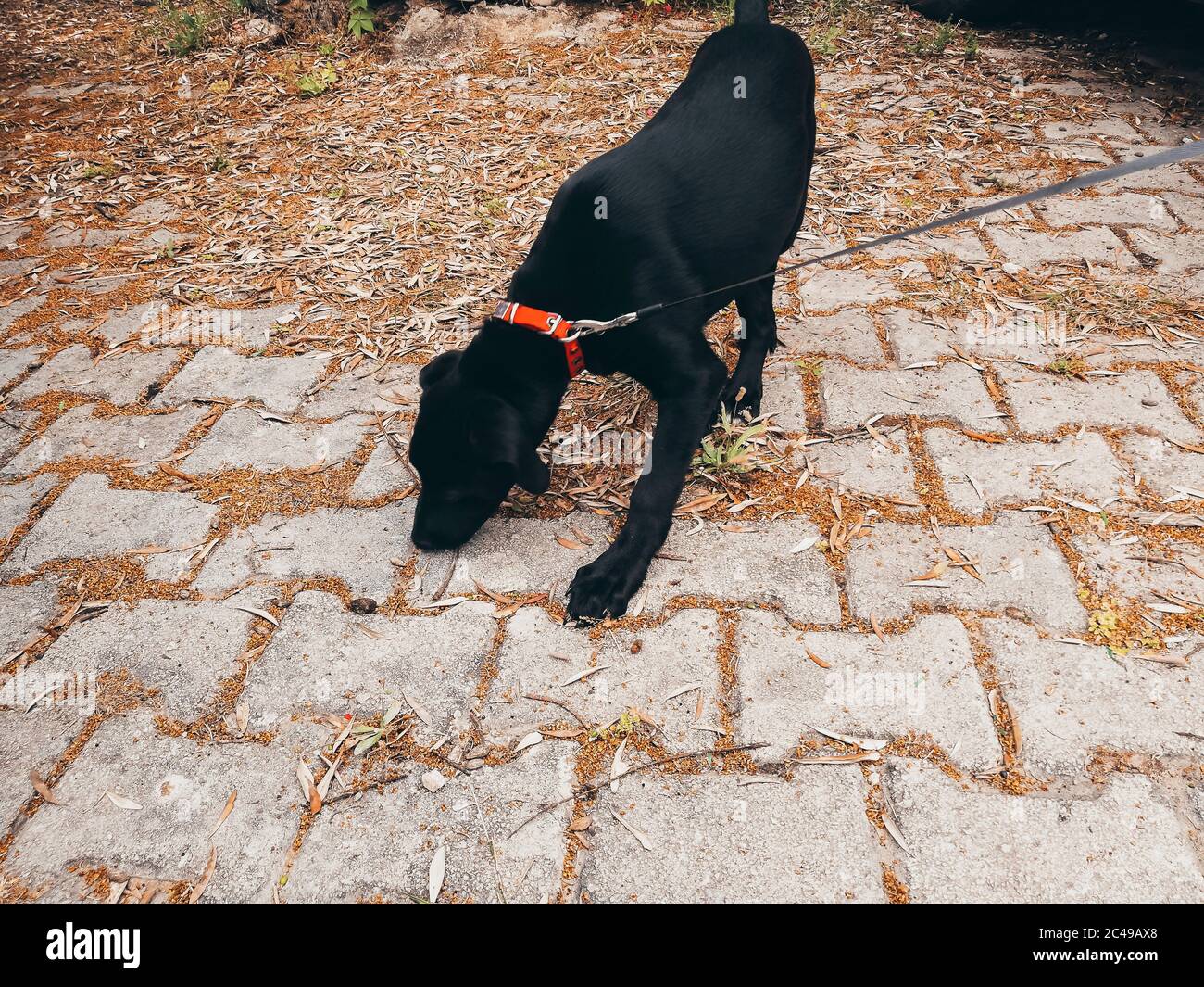 The picture shows a beautiful little black labrador retriever playing ...