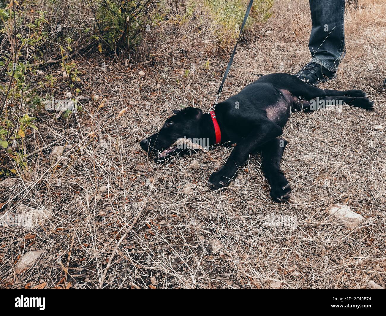The picture shows a beautiful little black labrador retriever playing ...