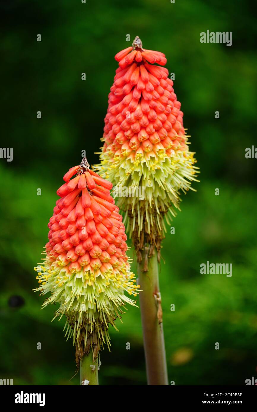 Red torch lily flower in a garden Stock Photo - Alamy