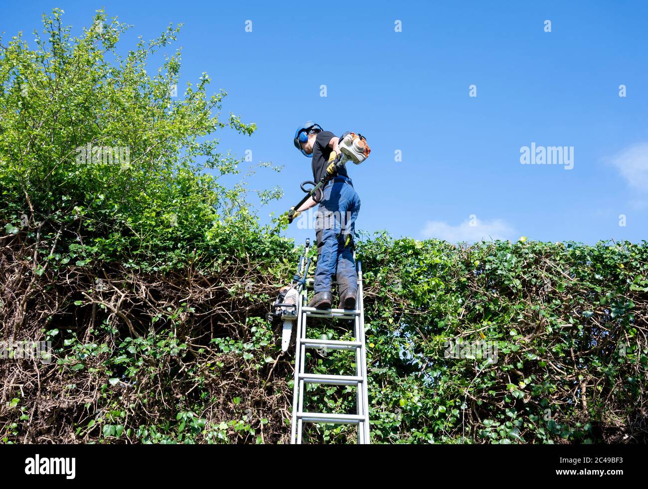 A Tree Surgeon or Arborist standing on a ladder using long reach ...