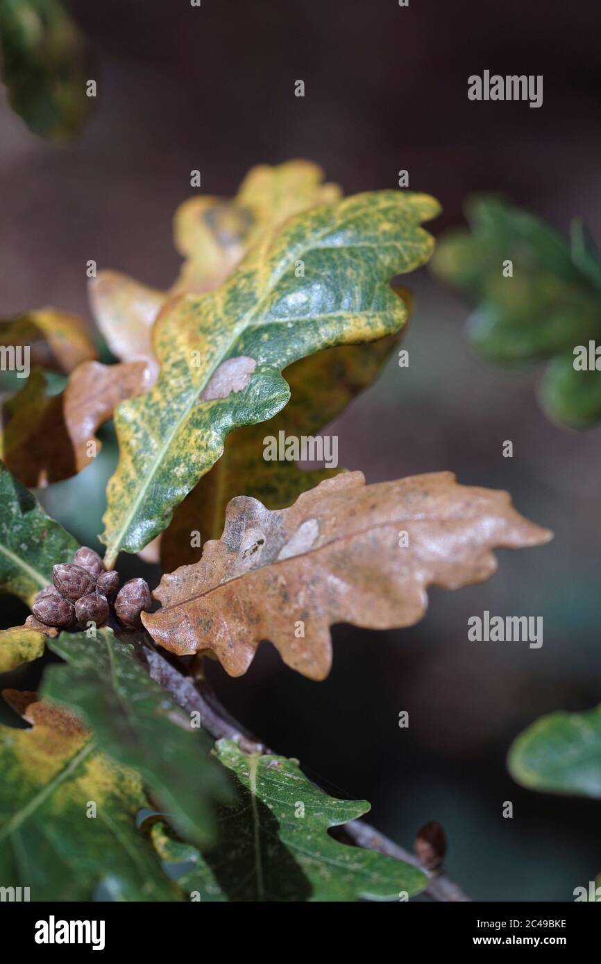 Dying autumn leaves hi-res stock photography and images - Alamy