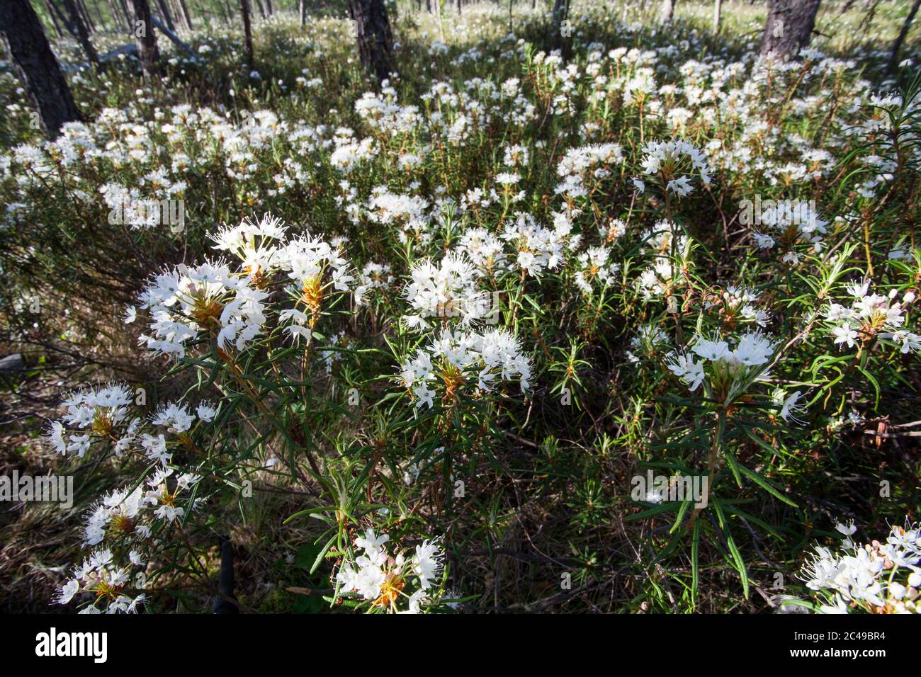 Labrador tea plant hi-res stock photography and images - Alamy