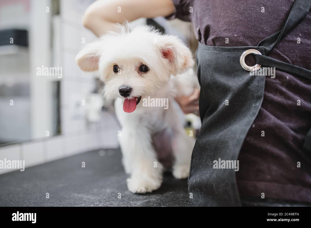 Maltese dog grooming. Haircut dog. Helping animals Stock Photo - Alamy