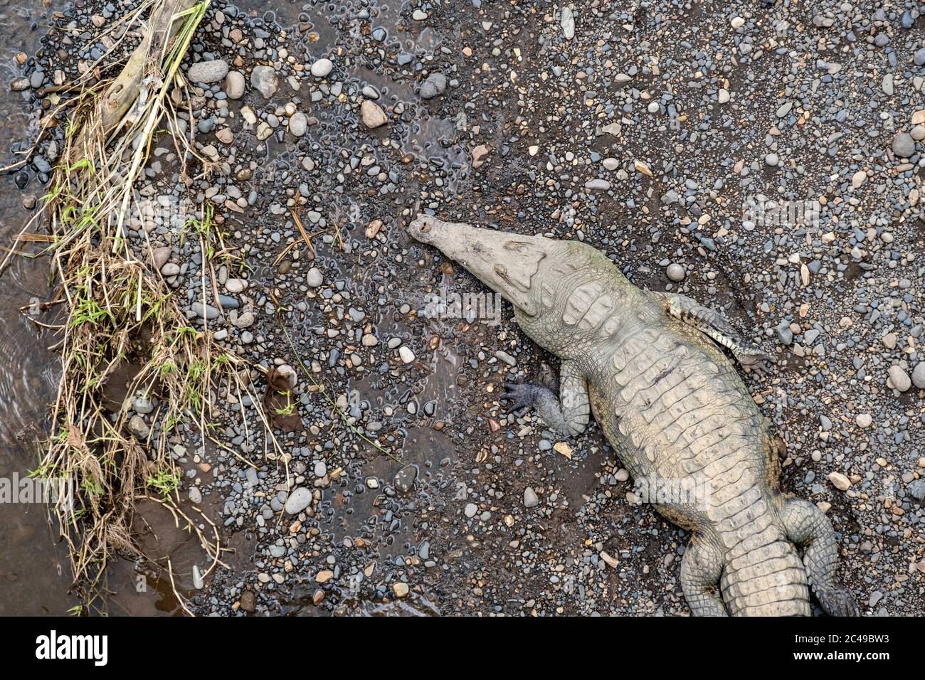 High angle shot of a giant scary alligator on the muddy and rocky ...