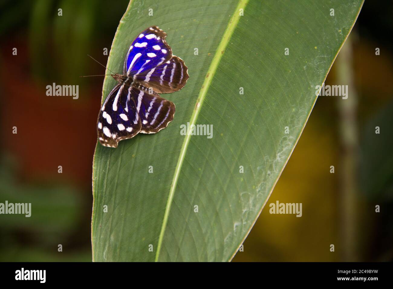 Closeup shot of a stunning blue butterfly with white patterns on a ...