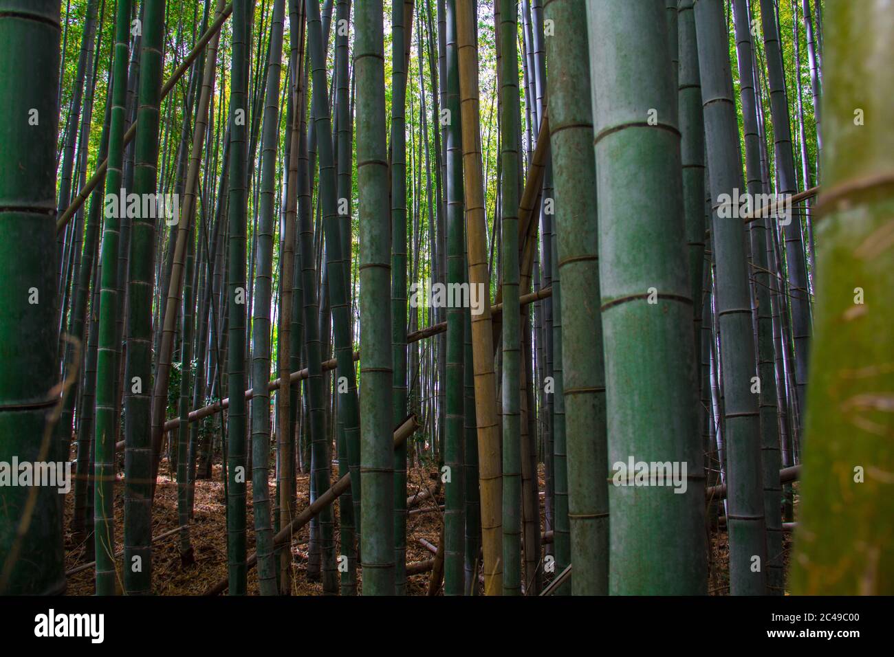 Shot of giant bamboo tree forest in Japan Stock Photo - Alamy