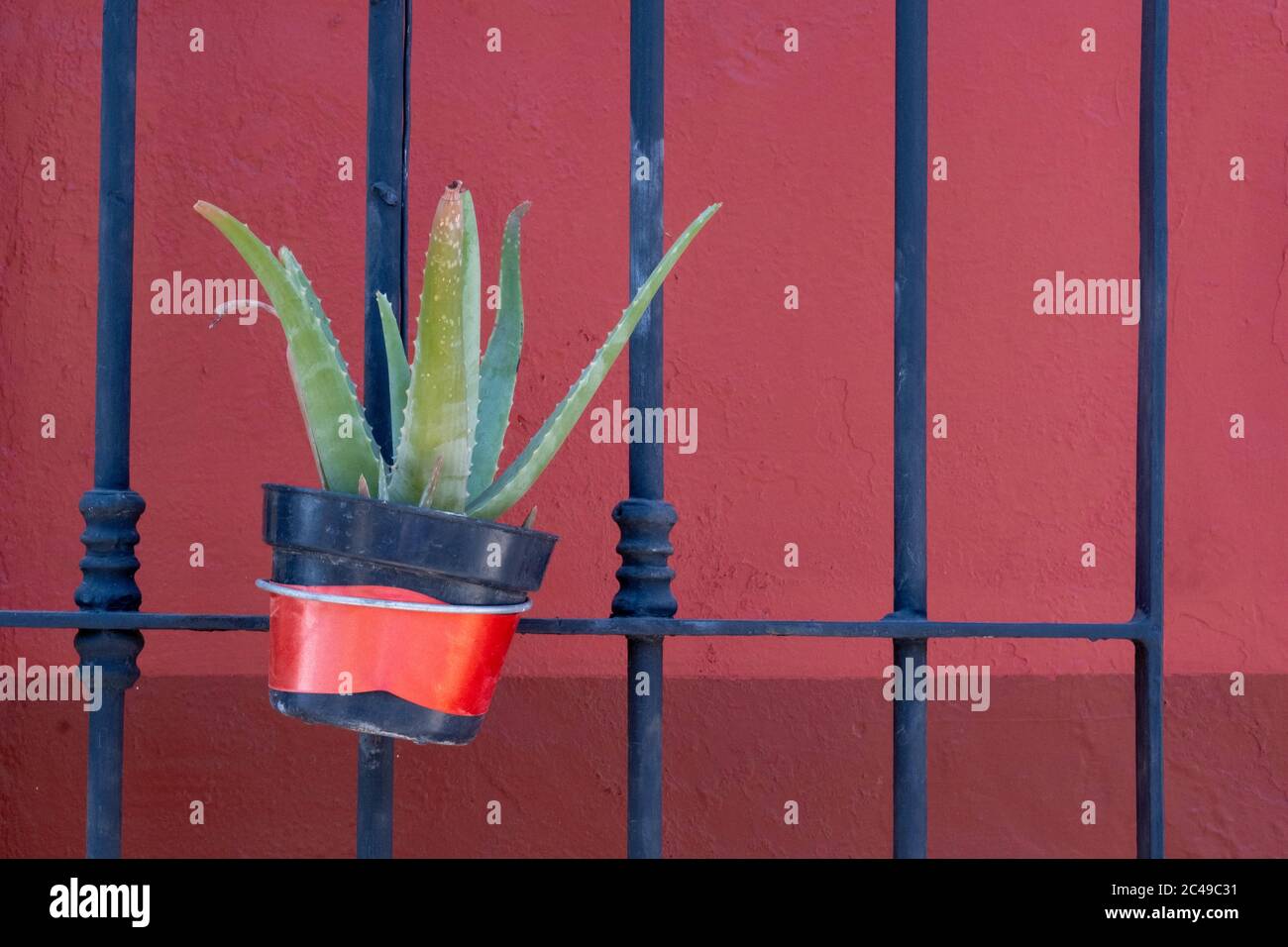 Shot of an aloe vera plant in a pot hanging from a metal fence Stock ...
