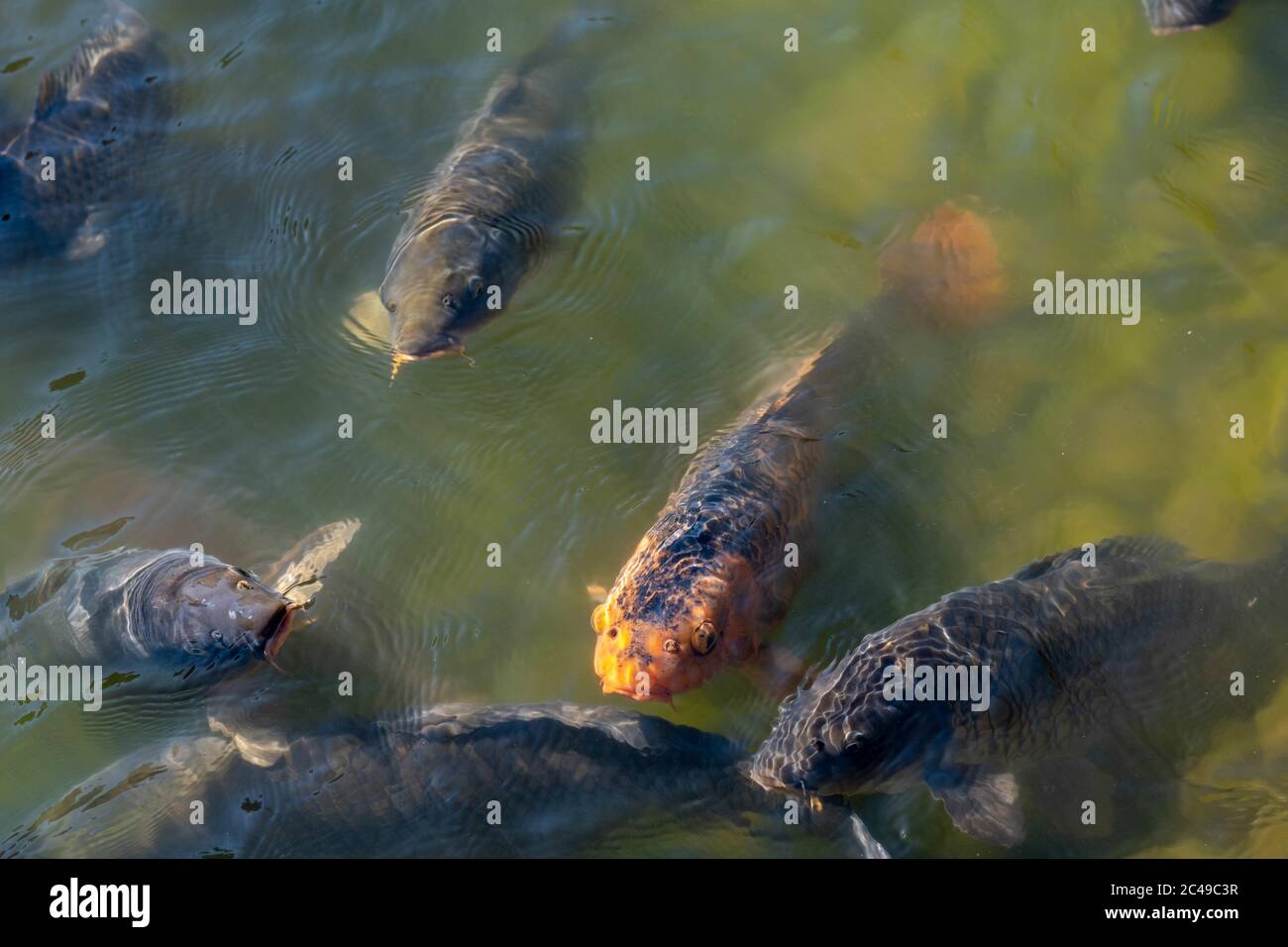Shot of the European common carp fishes swimming in the water Stock ...