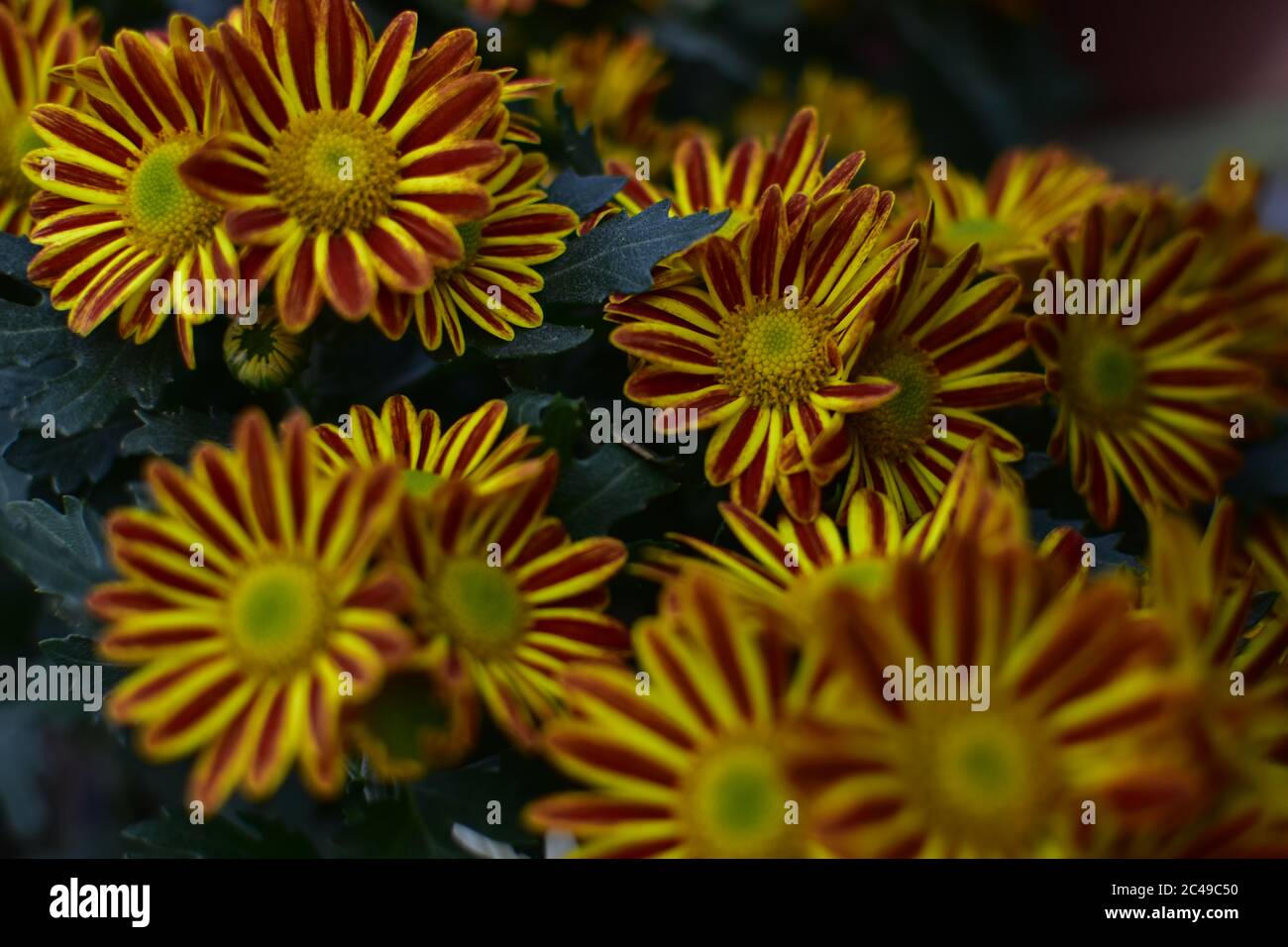 Beautiful chrysanthemum yellow and red flower Stock Photo - Alamy