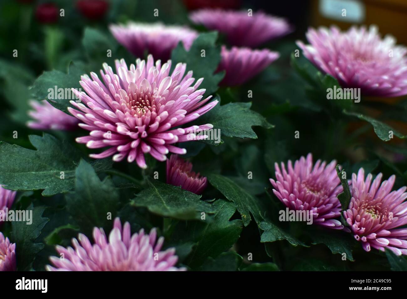 Purple chrysanthemum flower close-up, abstract background, HD Image and ...