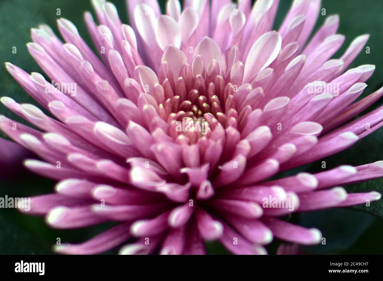 Purple chrysanthemum flower close-up, abstract background, HD Image and ...