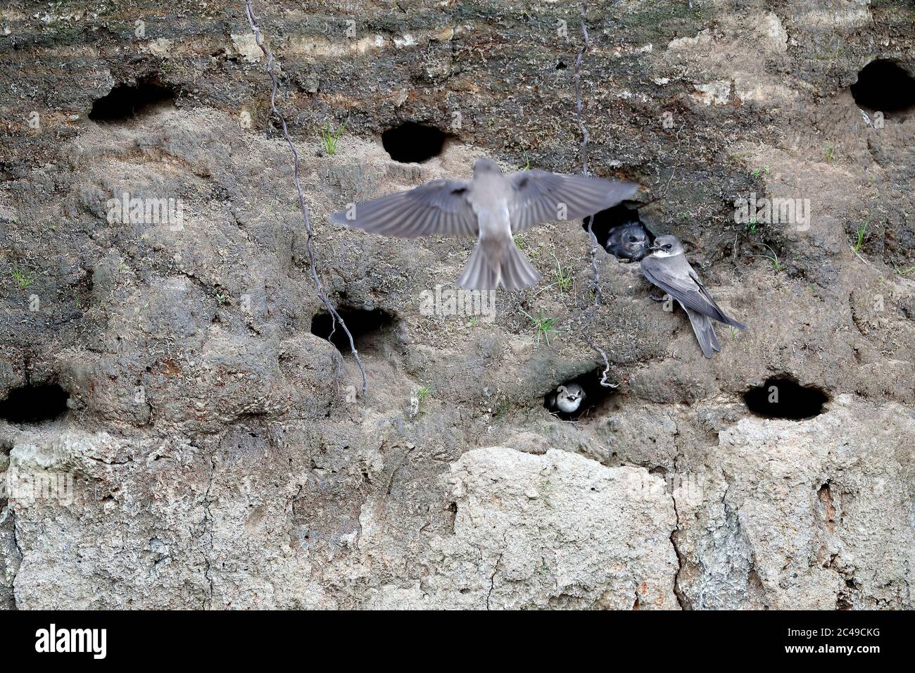 Feeding time at Sand Martin (Riparia riparia) nesting tunnel Stock ...