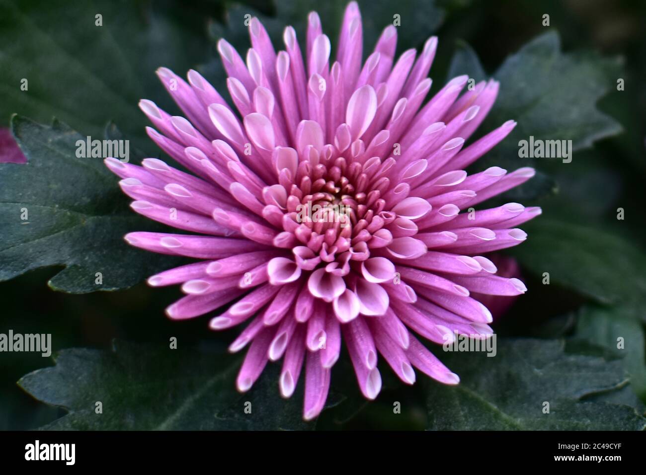Purple chrysanthemum flower close-up, abstract background, HD Image and ...