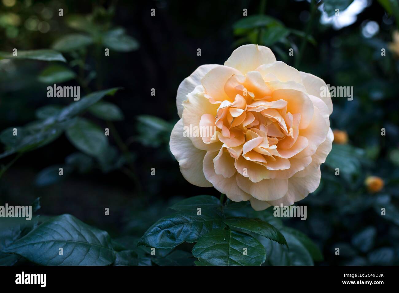 Hybrid orange Tea Roses In Spring, beautiful blooming flowers in garden ...