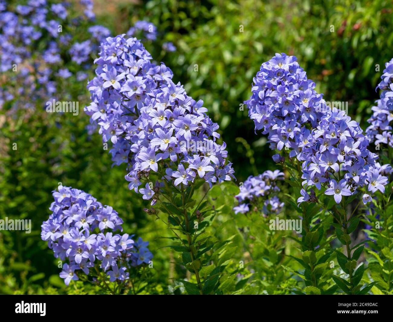 Blue phlox flowers hi-res stock photography and images - Alamy