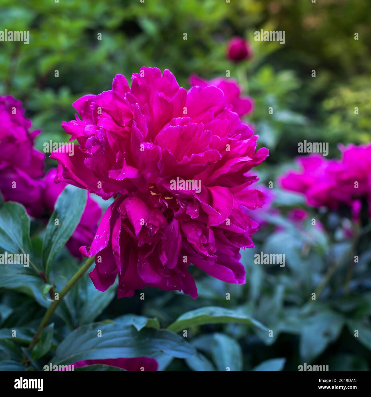 Peony. Macro photo of pink peony. Big pink flower in summer garden ...