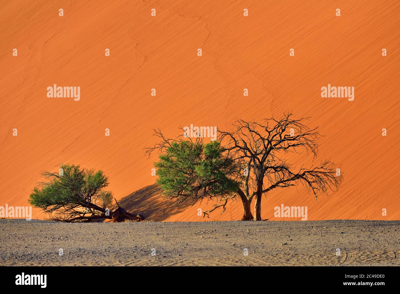 Beautiful landscape with dune 40 and trees at sunrise, Sossusvlei ...