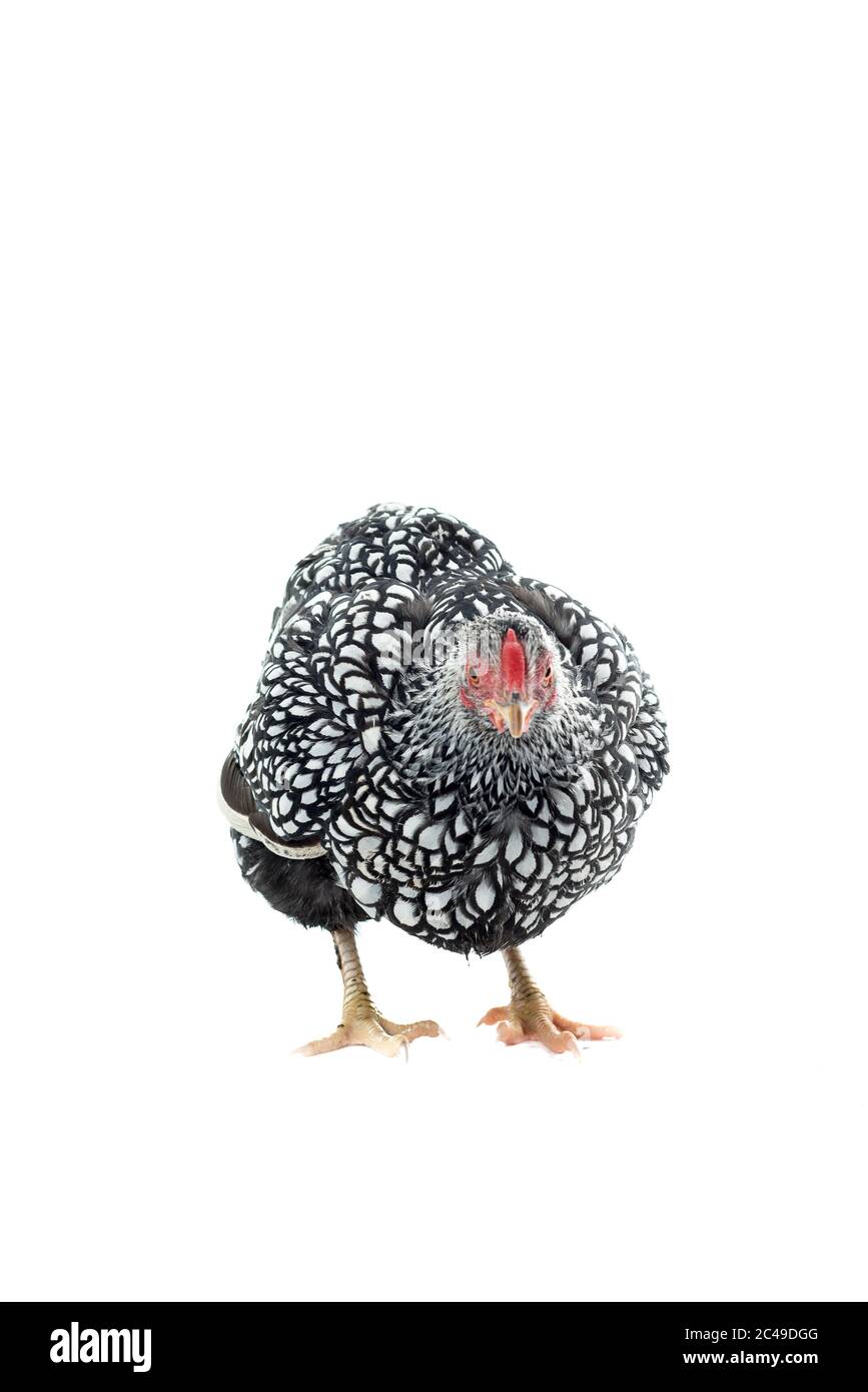 Silver sebright chicken hi-res stock photography and images - Alamy