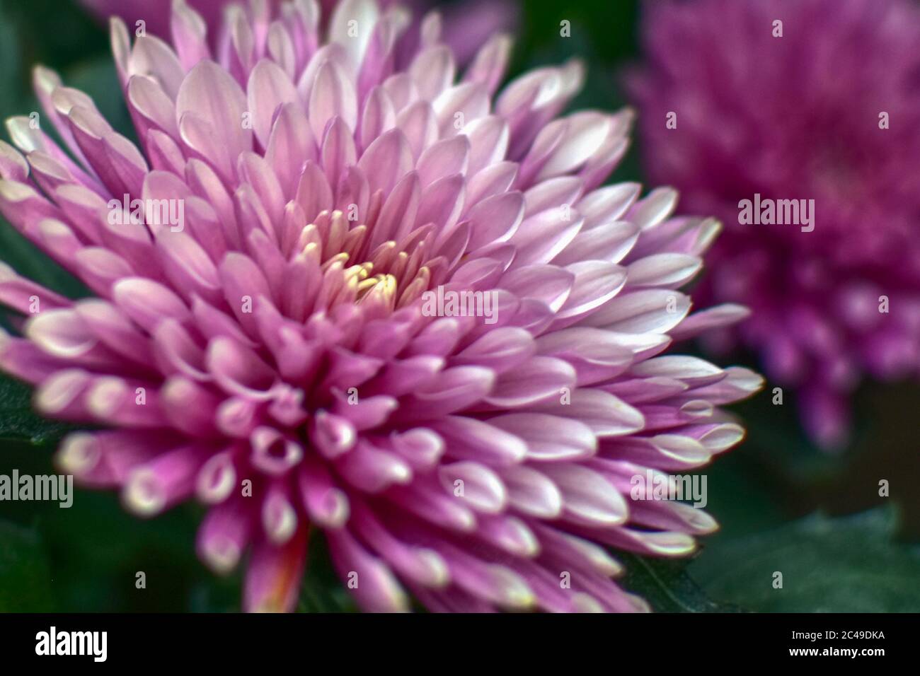 Purple chrysanthemum flower close-up, abstract background, HD Image and ...