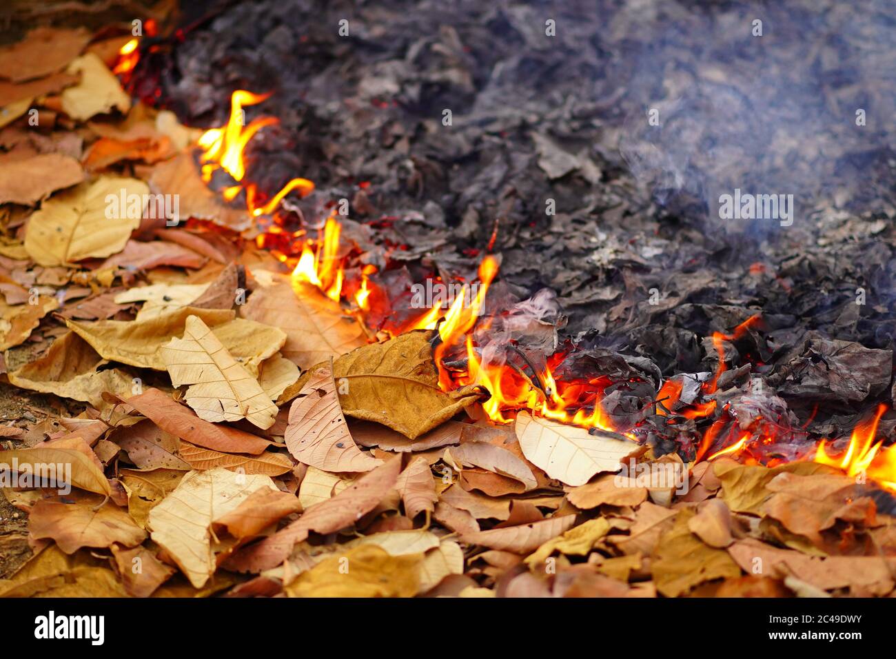 Fire in forest Stock Photo - Alamy