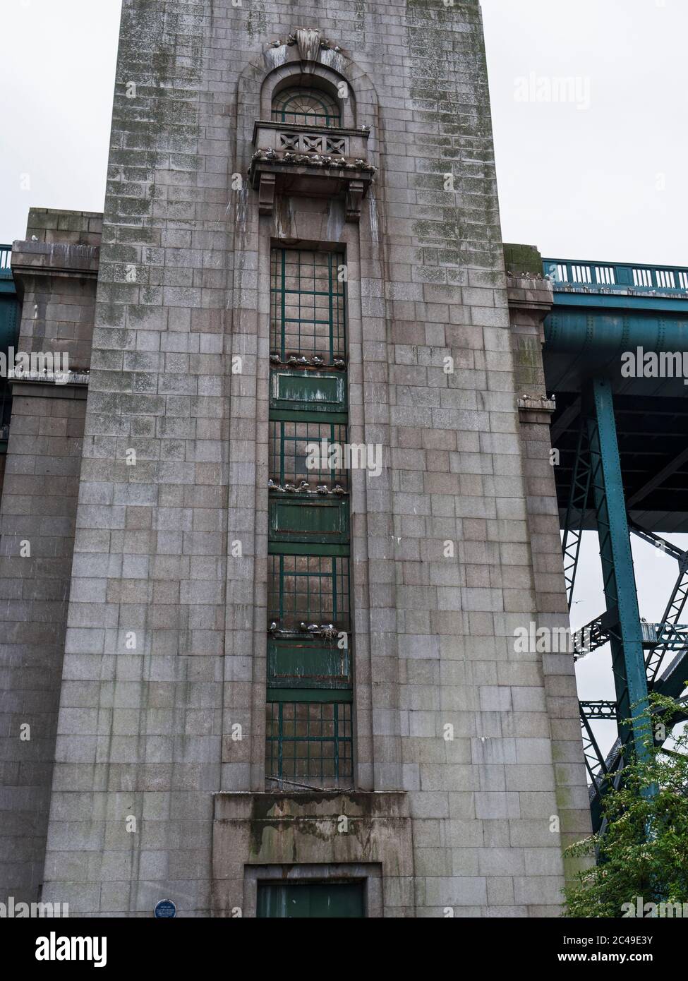 Colony of Kittiwake, Rissa tridactyla, nest on a Tyne Bridge column at ...