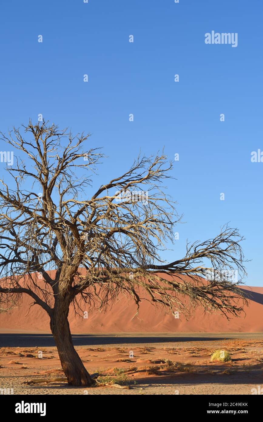 Dead acacia tree in Sossusvlei at sunrise, big red dunes in background ...