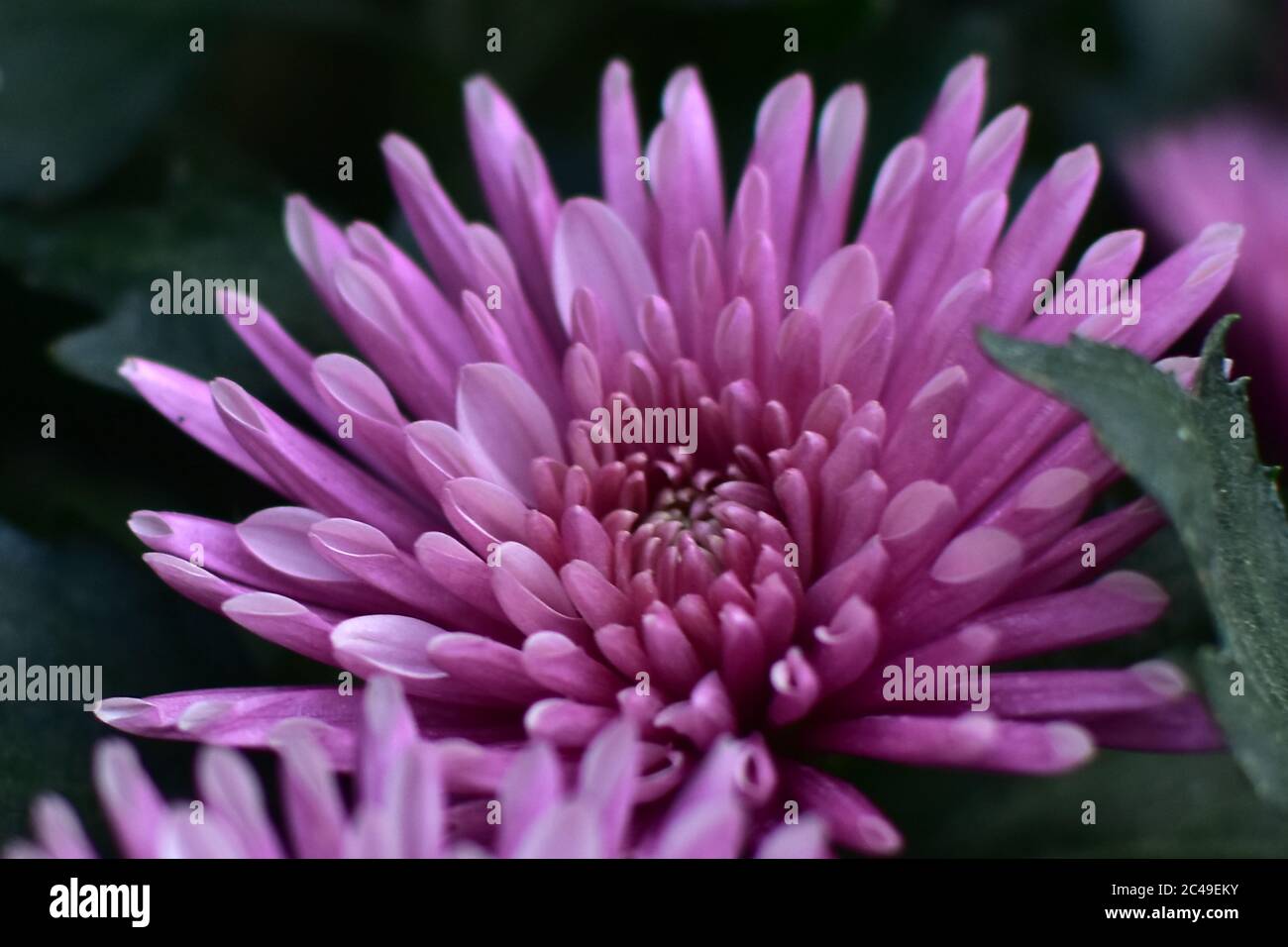 Purple chrysanthemum flower close-up, abstract background, HD Image and ...
