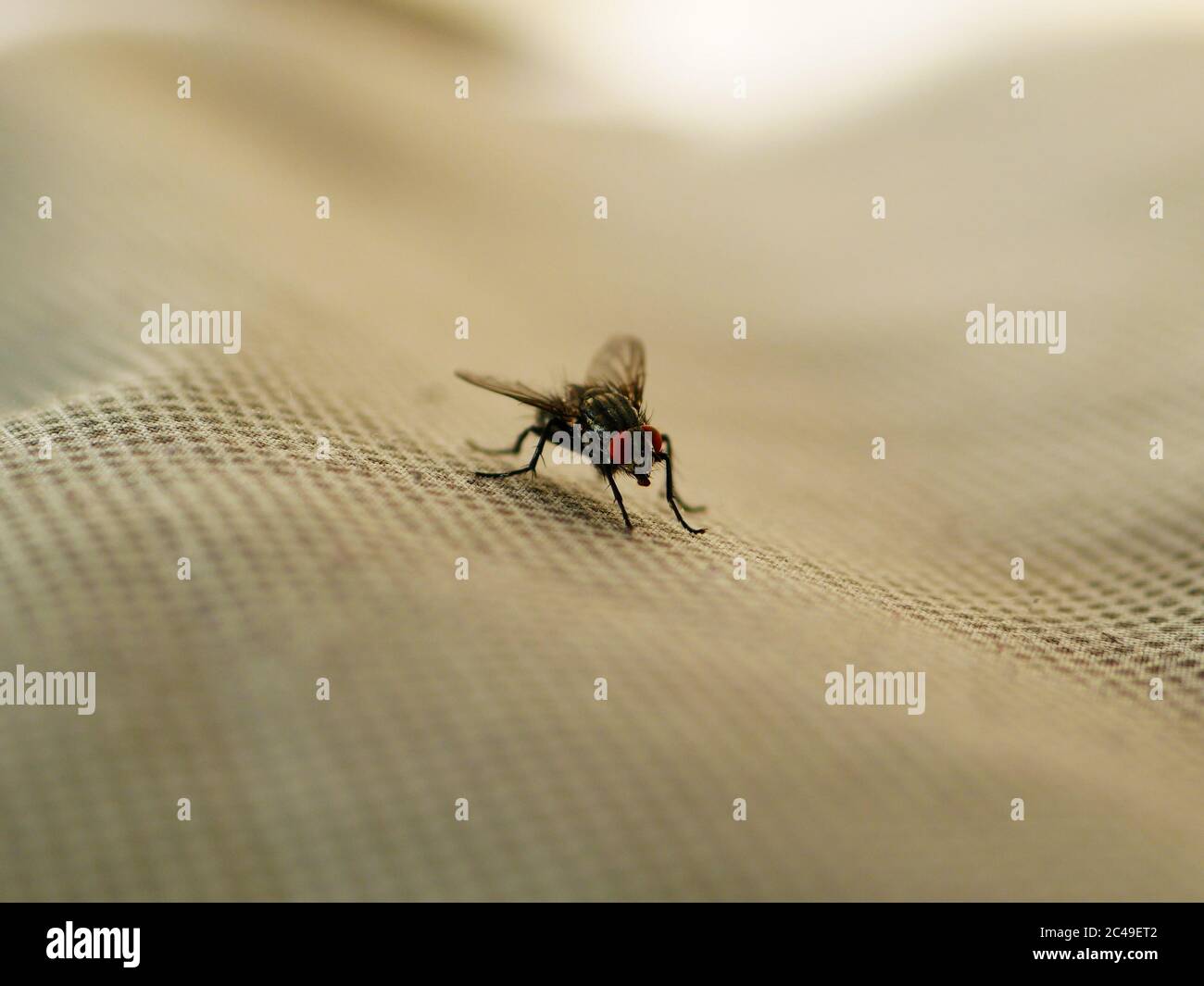Laupheim, Germany: A housefly on soft material Stock Photo - Alamy