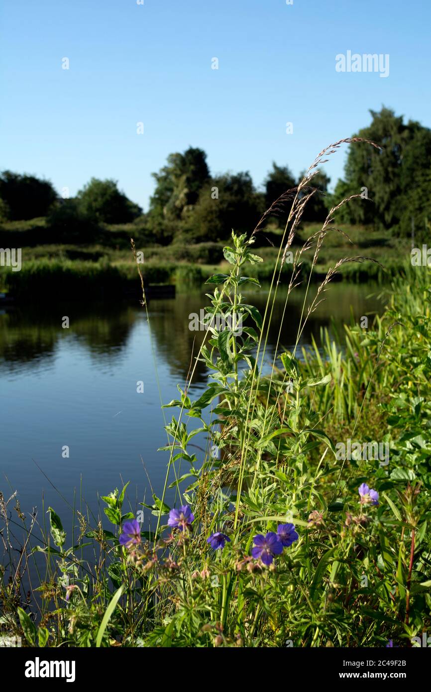 Kingfisher Pool in summer, Warwick, Warwickshire, England, UK Stock ...