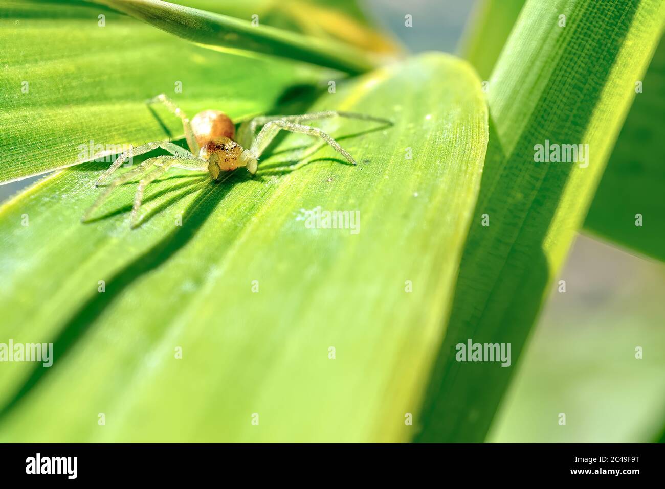 Tarantula hiding hi-res stock photography and images - Alamy