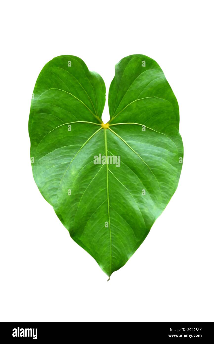 Large heart shaped green leaves of Elephant ear or taro (Colocasia ...