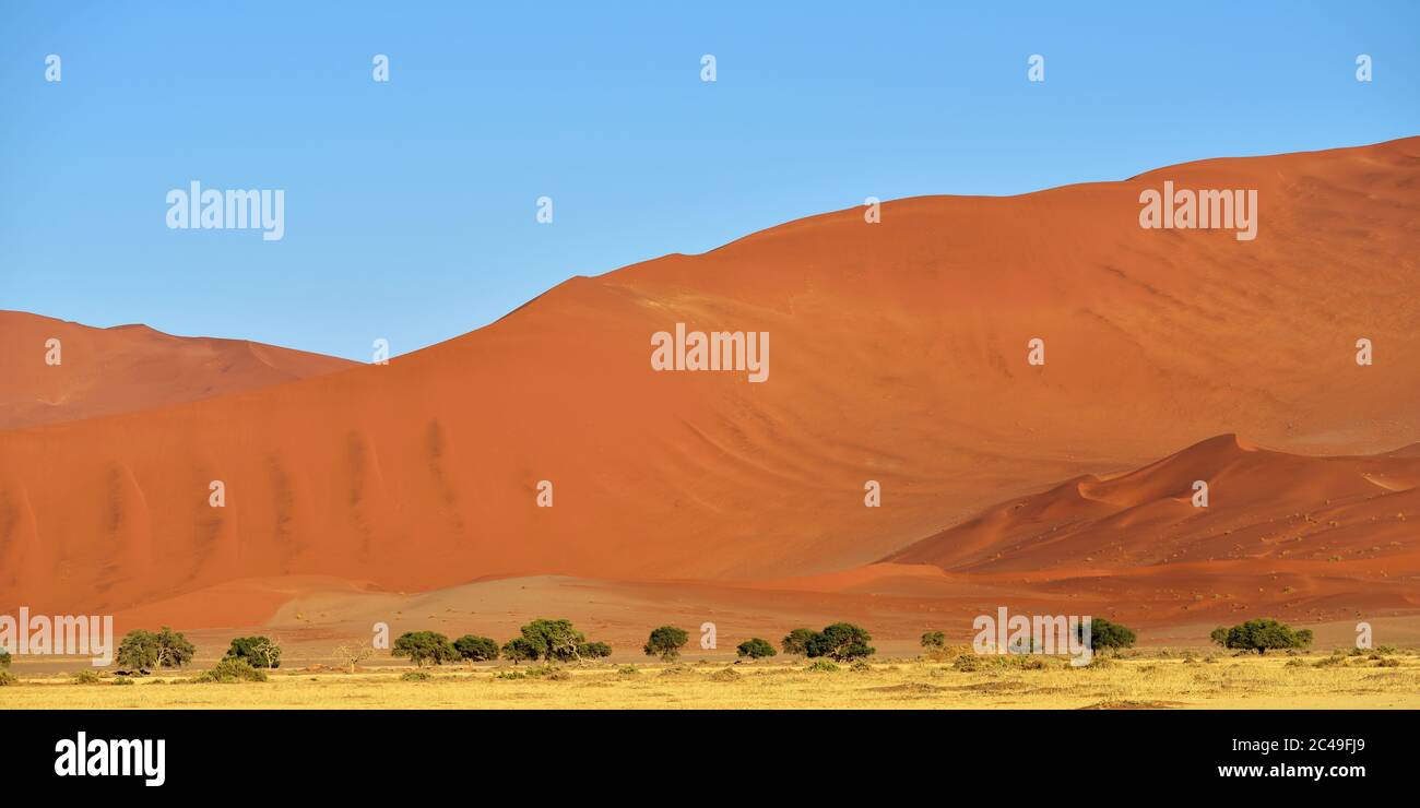 Beautiful landscape with big orange dunes and acacia trees at sunrise ...