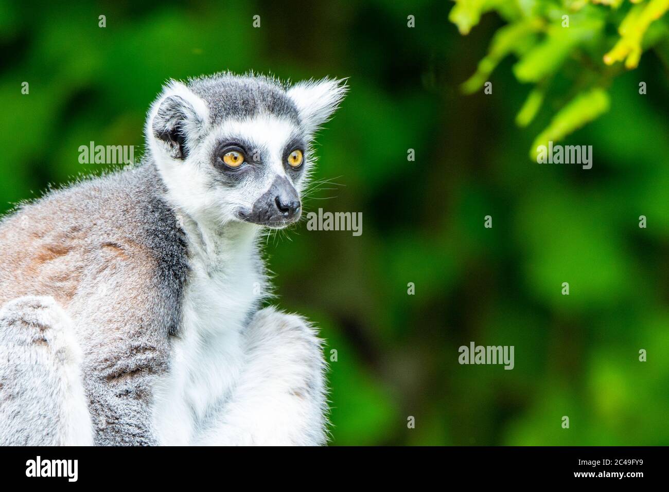 Ring-tailed lemur - endemic animal of Madagascar. Close-up portrait ...