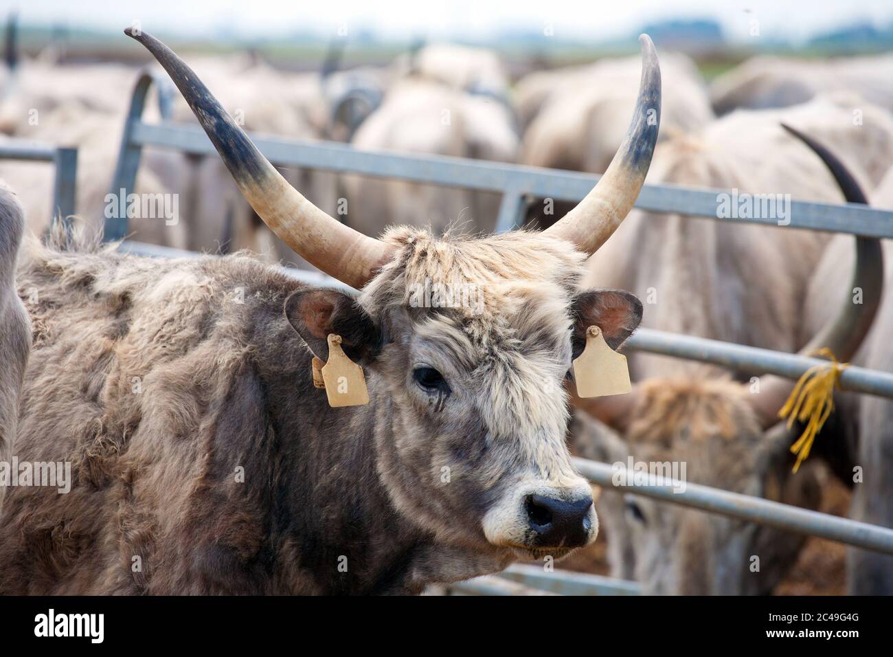 White grey cattle hi-res stock photography and images - Alamy