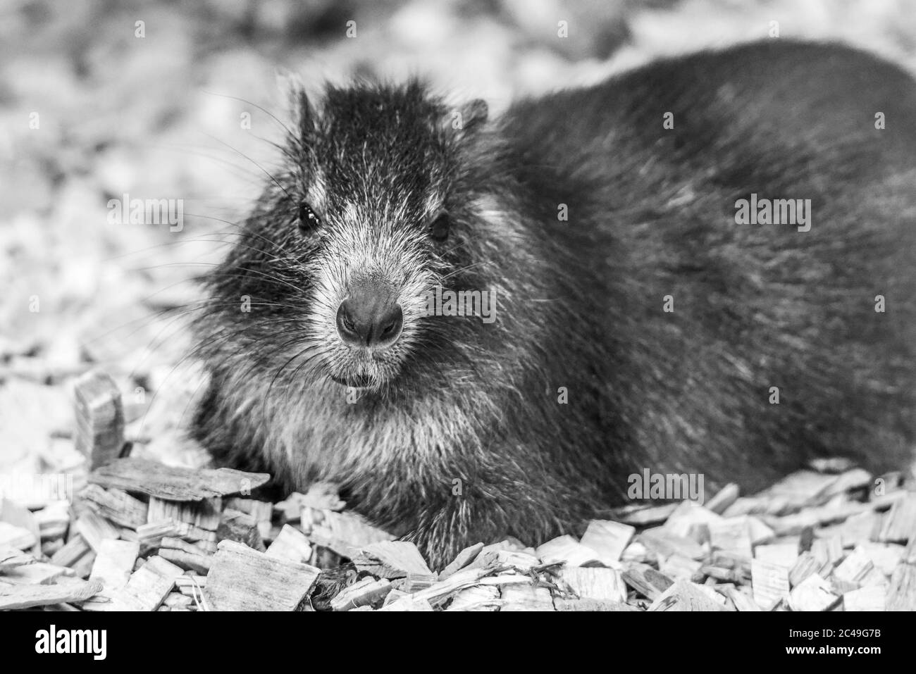 Central cute Black and White Stock Photos & Images - Alamy