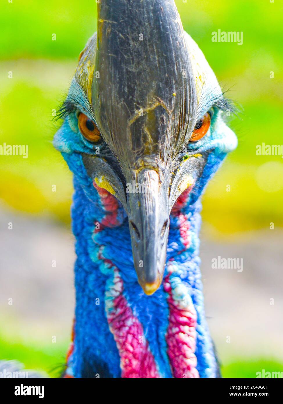 Southern cassowary, Casuarius casuarius, ratite bird close-up view ...