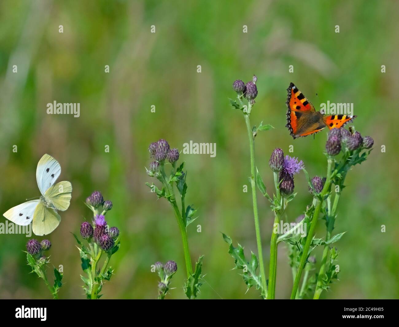 Small white butterfly Pieris rapaei and Small Tortoiseshell Butterfly ...