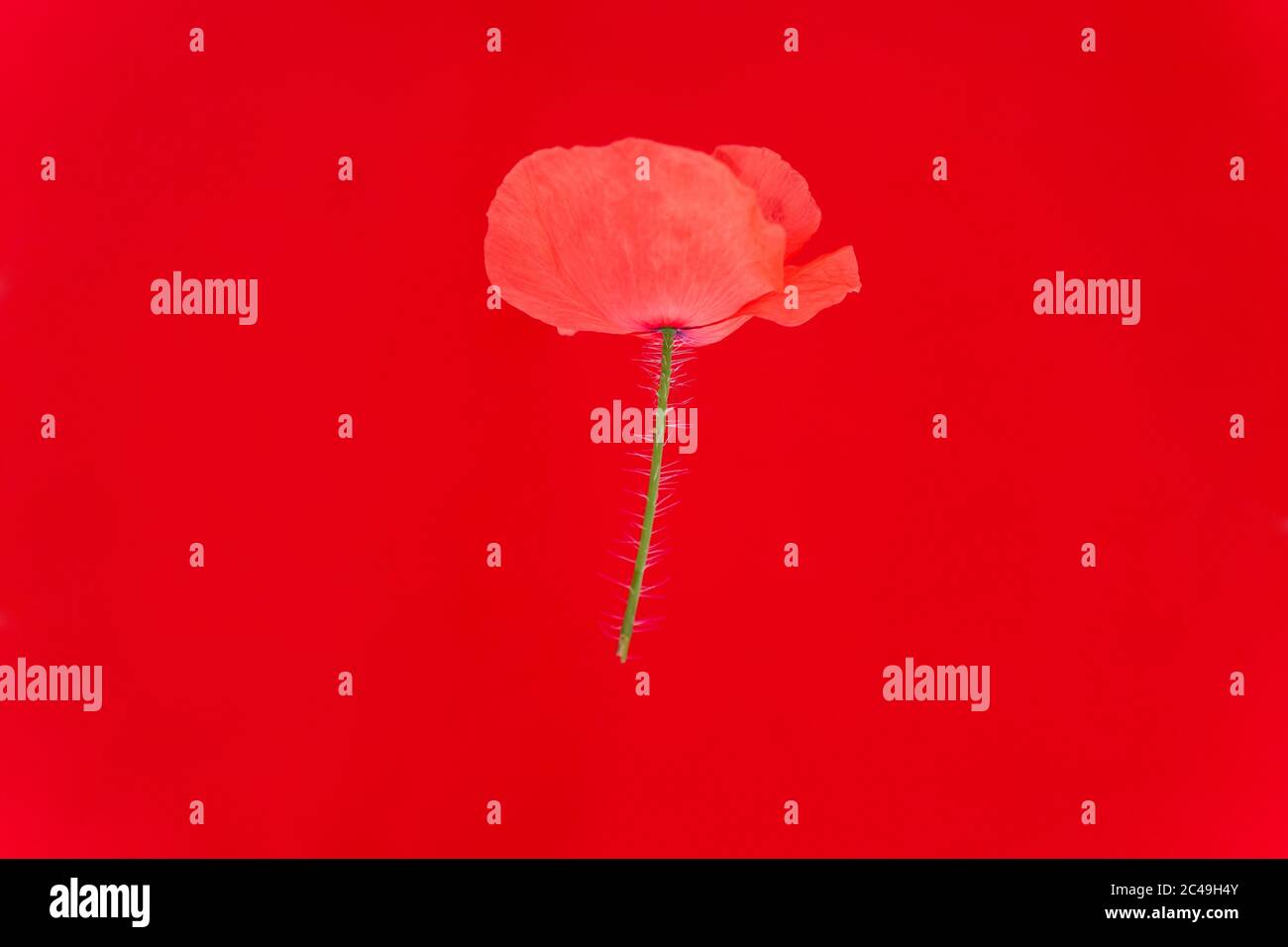 Artificial photo of a single poppy floating over red. (Background e.g ...