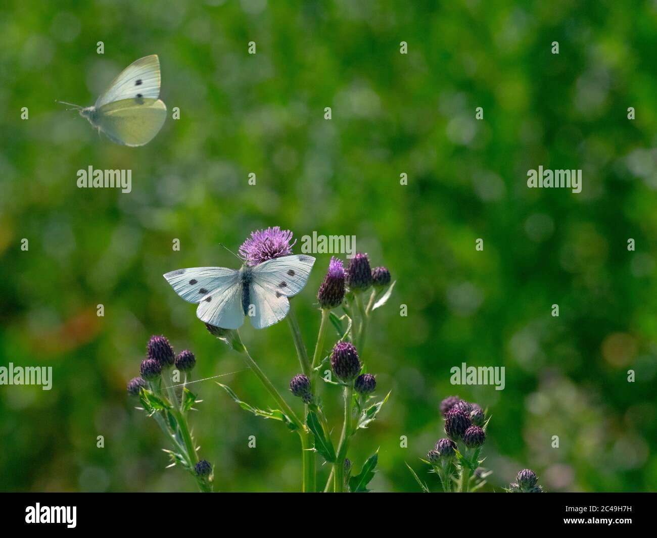 Small white butterfly Pieris rapae in flight Stock Photo - Alamy
