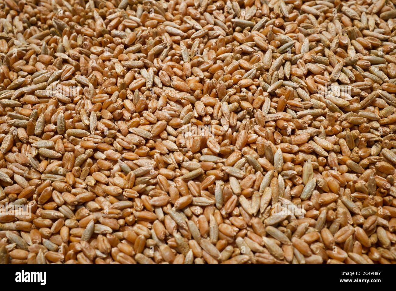 Processed wheat and rye grains for agricultural backgrounds Stock Photo ...