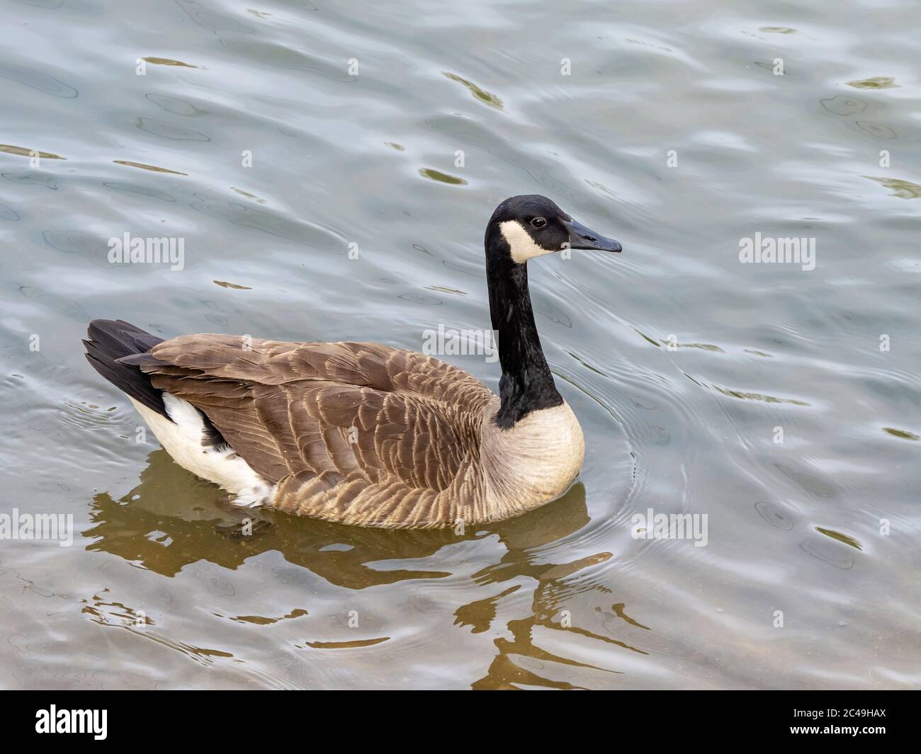 Black and white goose head photo hi-res stock photography and images ...
