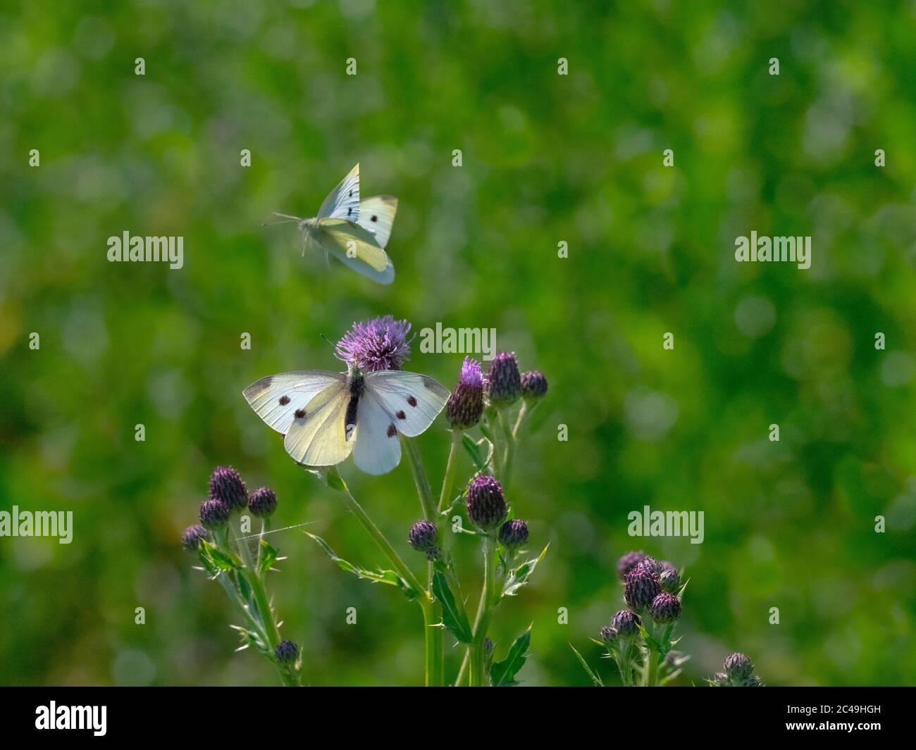 Small white butterfly Pieris rapae in flight Stock Photo - Alamy