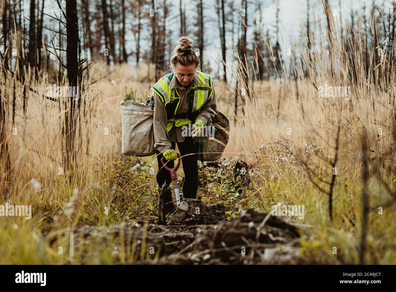 Woman planting trees in forest using shovel. Female forester planting ...