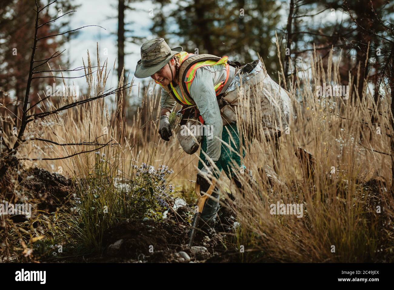 Woman digging hole with shovel to plant saplings in forest. Forester ...