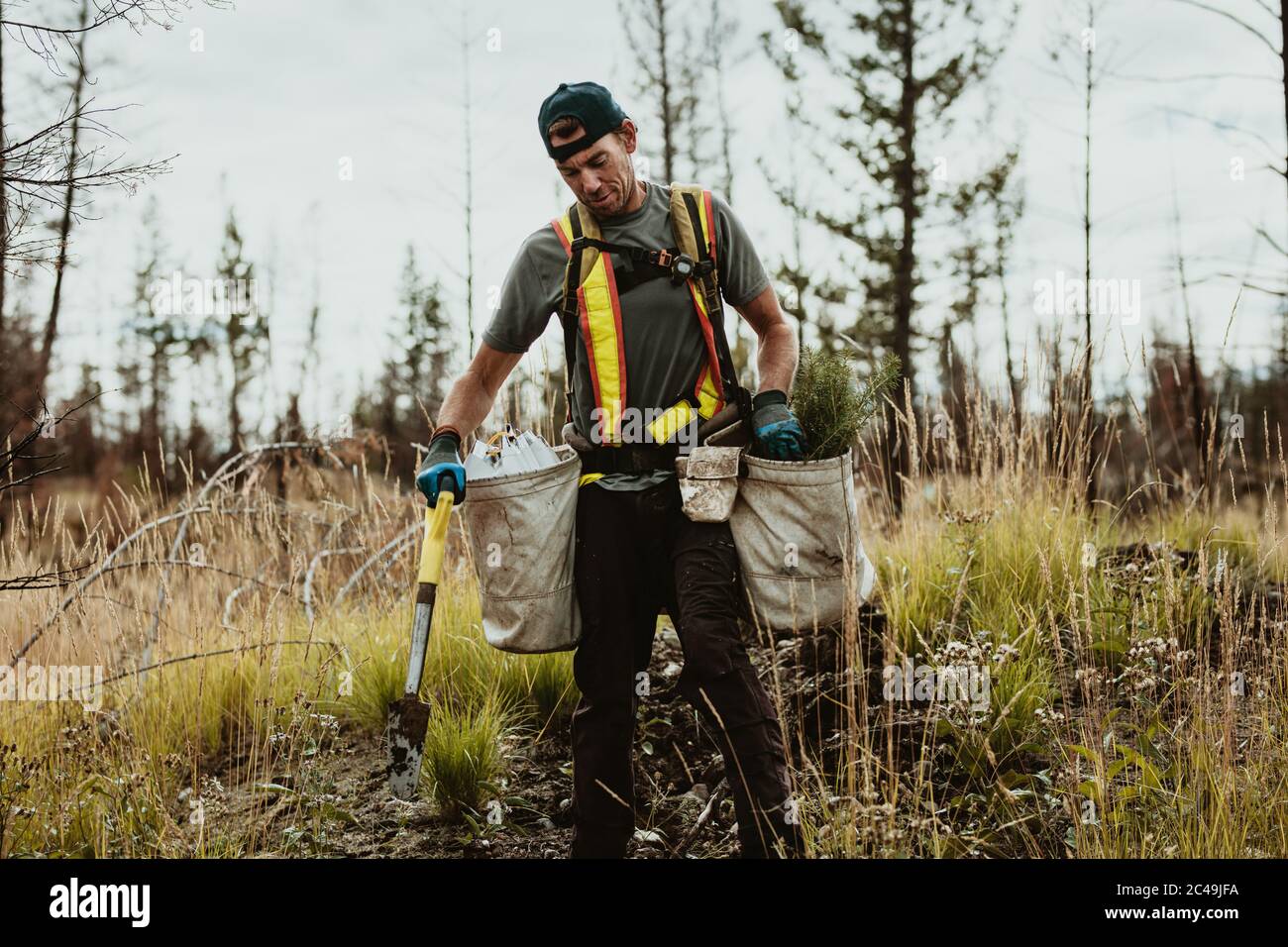 Man planting trees in forest using shovel. Male forester planting ...