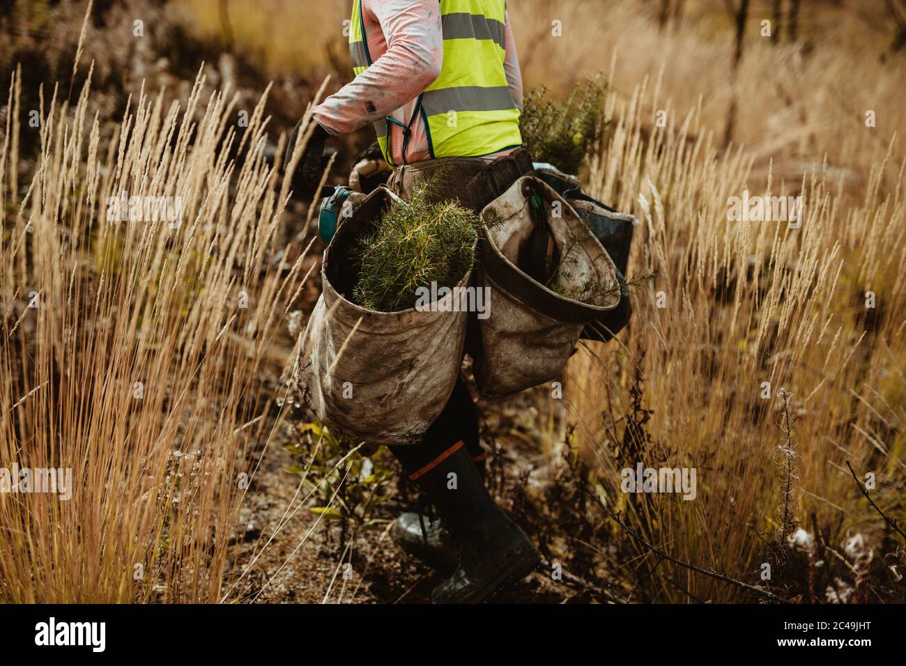 Forester with bag full of pine seedlings. Man working in forestry ...