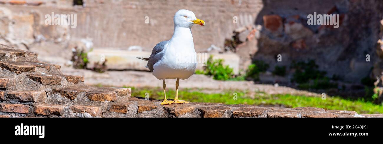 Seagull bird in Roman Forum, Rome, Italy Stock Photo - Alamy