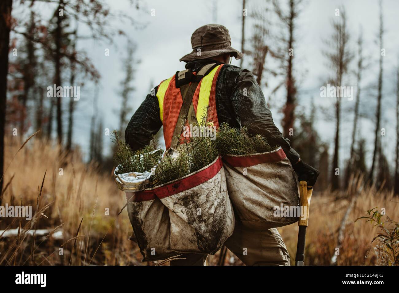 Rear view of man working in forest for sustainable afforestation. Tree ...