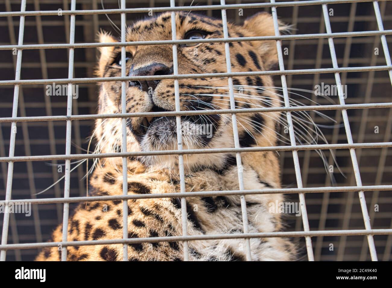 Leopard Panthera pardus in captivity, looking out from behind bars ...