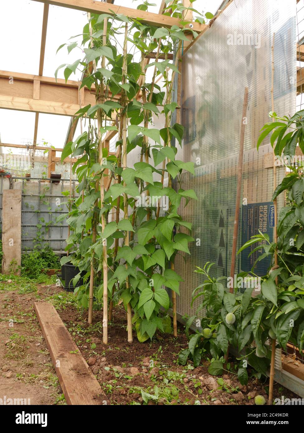 Bridgwater Bean climbing bamboo canes Stock Photo - Alamy